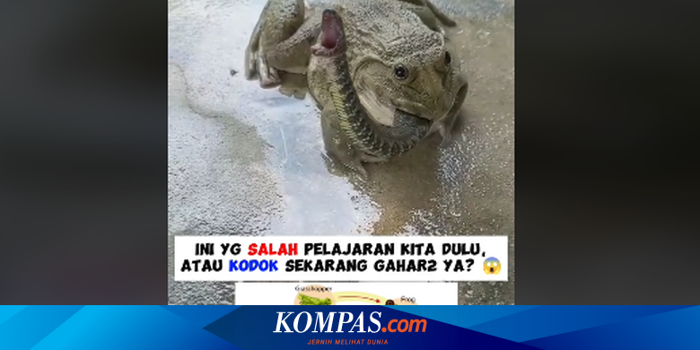 Ramai Soal Katak Makan Ular Disebut Tak Sesuai Rantai Makanan Ini Penjelasan Pakar