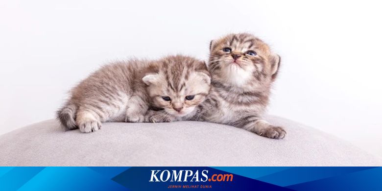 Fading Kitten Syndrome pada Anak Kucing, Kenali Gejala dan Penyebabnya