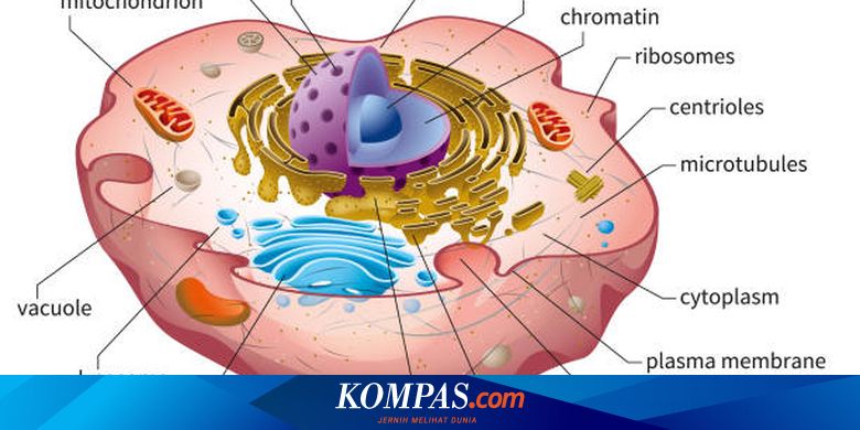 Mengenal Bagian-bagian pada Sel Manusia