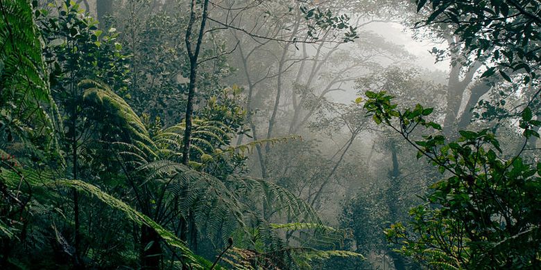 Rainforest Giants Brazil, Indonesia, DR Congo Sign Deforestation Pact