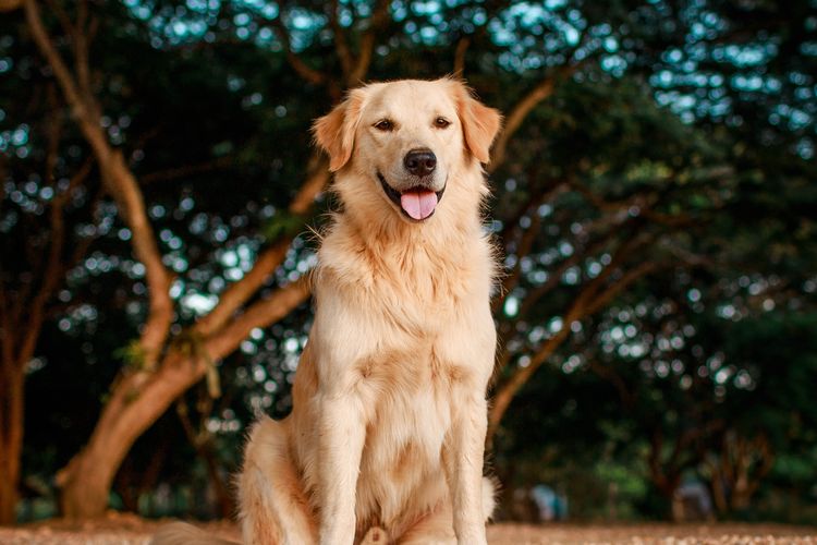 10 Fakta Menarik Golden Retriever, Si Anjing Ceria yang Serbaguna