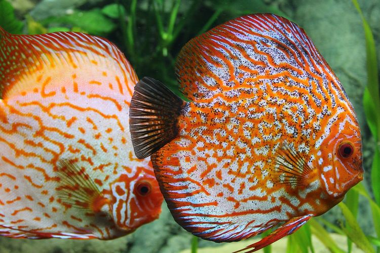 5 Jenis Ikan yang Dapat Dipelihara Bersama Ikan Discus
