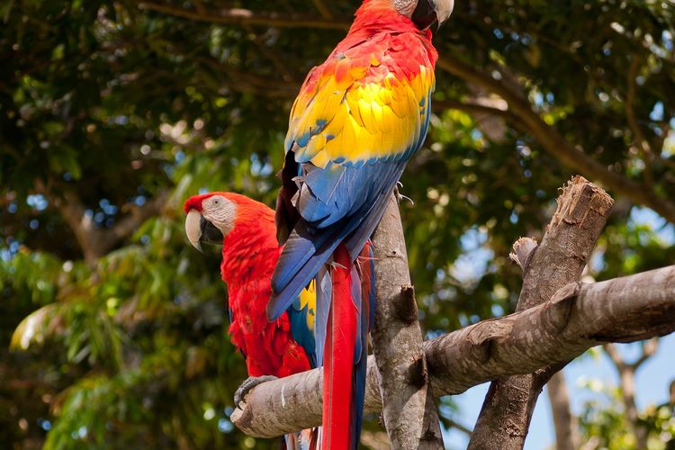 Mengenal Burung Scarlet Macaw, dari Sejarah, Kepribadian, dan Nutrisi