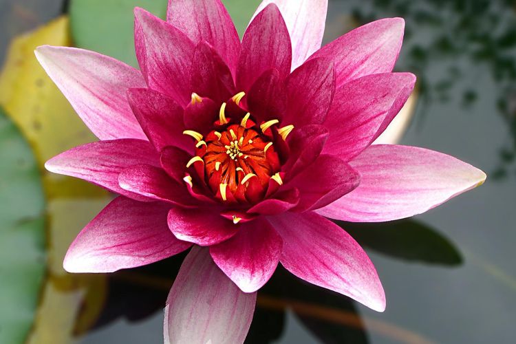 Arti Bunga Teratai Menurut Feng Shui dan Cara Menggunakannya di Rumah