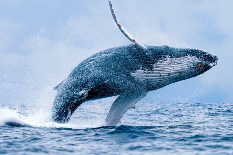 Kenapa Paus Suka Melompat dari Permukaan Air?