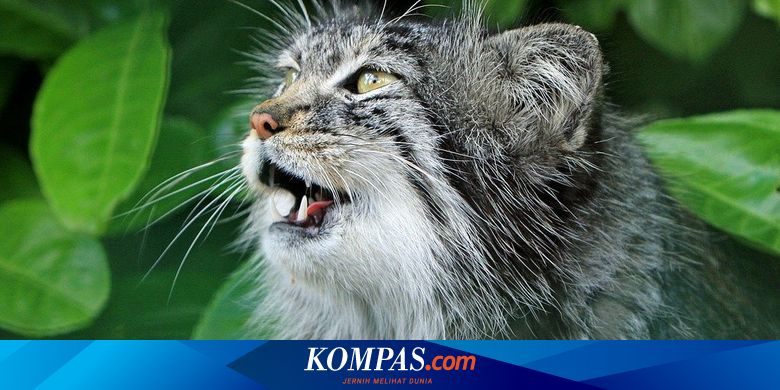 Berita Harian Fakta Kucing Pallas Terbaru Hari Ini - Kompas.com