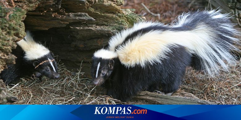 7 Hewan Paling Bau di Dunia