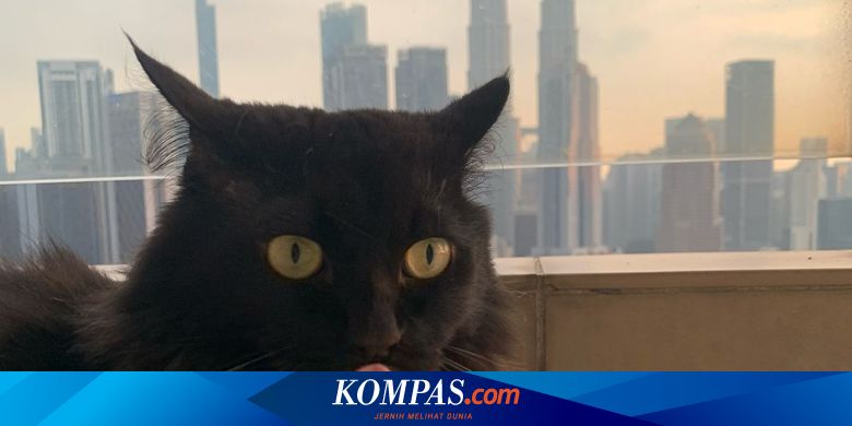 Kisah Mamat Tempayan, Kucing di Malaysia yang Punya Paspor