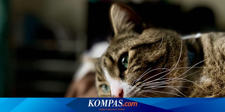 Kenali, Ini 10 Tanda Kucing Cacingan