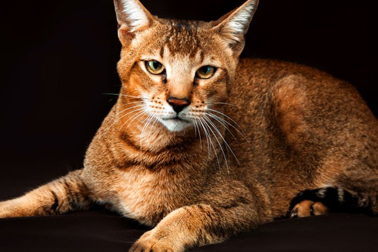 8 Ras Kucing Bertubuh Besar yang Cocok Jadi Peliharaan di Rumah