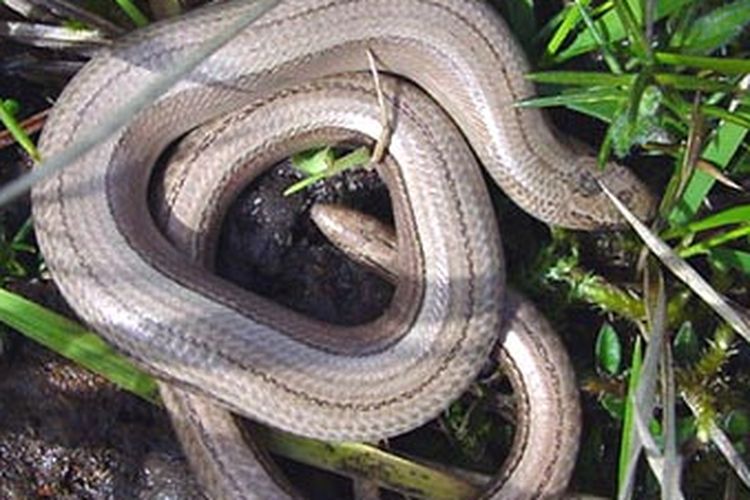 Foto : Kadal Tanpa Kaki, Jenis Kadal yang Mirip Ular