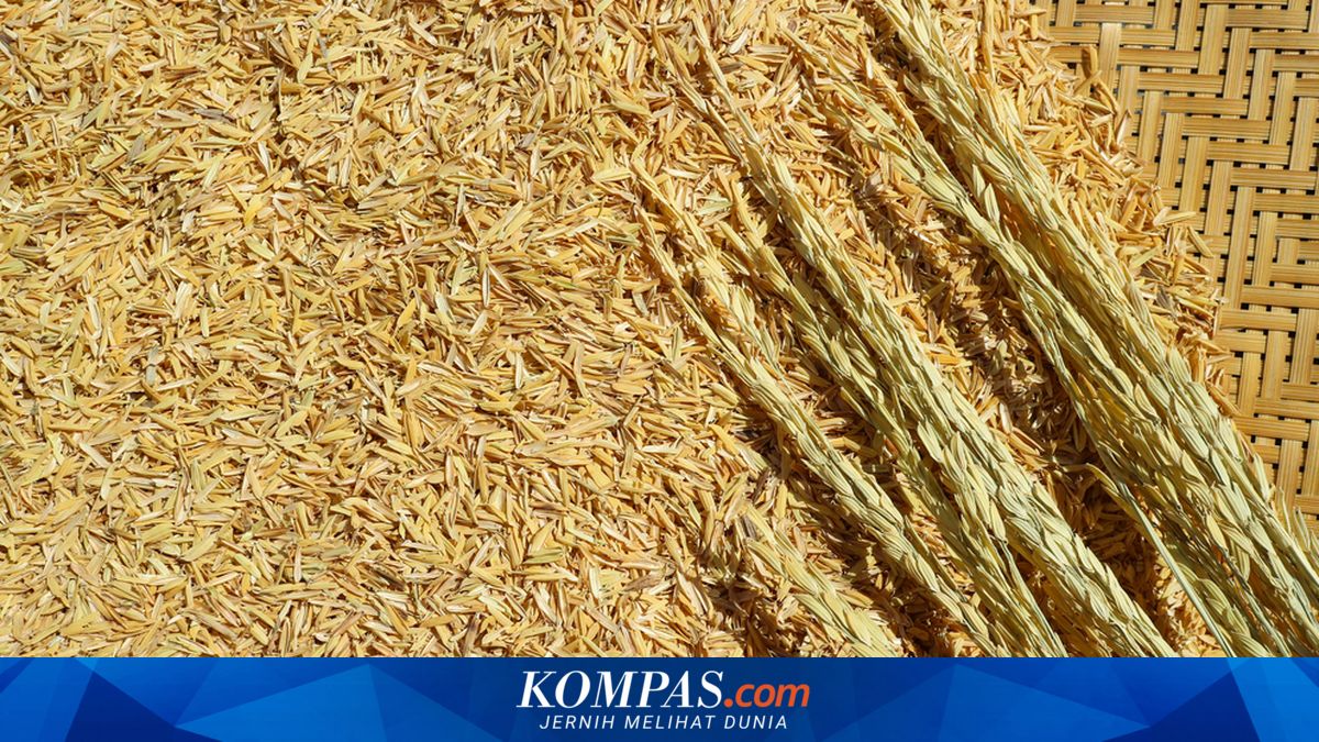 HPP Baru Akan Berlaku Besok, Ini Syarat Gabah yang Diserap Bulog