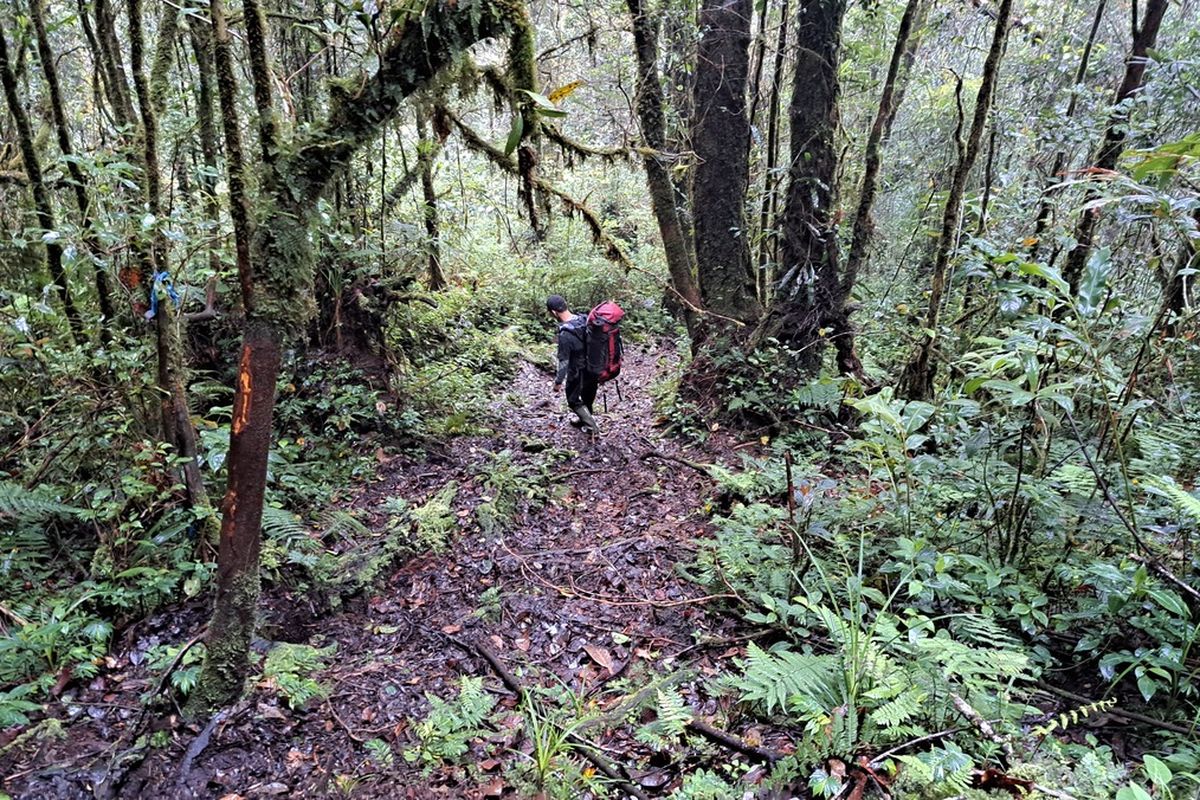 Menjajal Jalur Pendakian Hutan Hujan Sumatera, Bukit Daun Si Penghasil ...