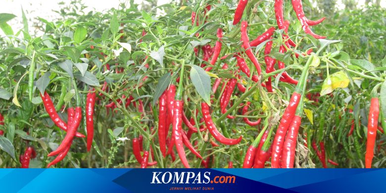 11 Tanaman yang Bantu Menurunkan Berat Badan dan Cara Menggunakannya