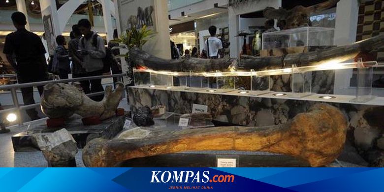 Museum Purbakala Sangiran Pamerkan Fosil di Kuta