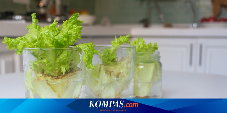 Yuk Tanam Kembali 10 Sisa Potongan Sayur Berikut, Cara dan Alat Sederhana