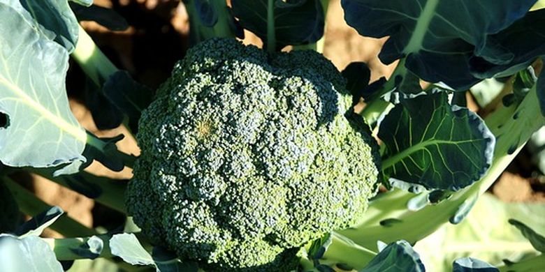 Cara Menanam Brokoli dari Batang, Mudah untuk Pemula