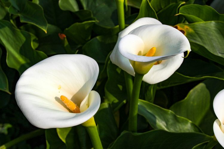 Berita Terkini Harian Menanam Bunga Calla Lily Terbaru Hari Ini ...