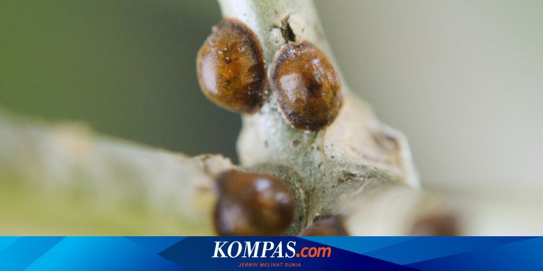 Mengenal Hama Scale pada Tanaman dan Cara Membasminya