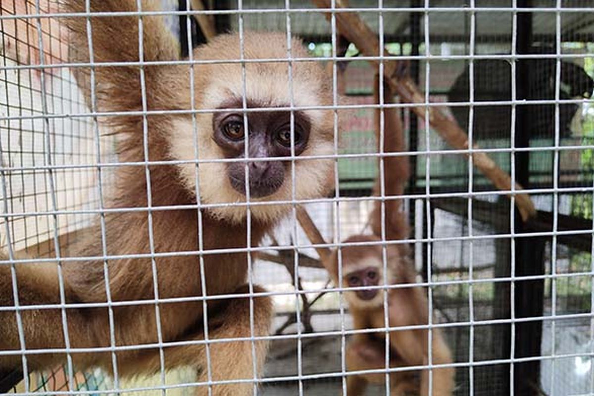 4 Bekantan dan 2 Owa Jawa dari Sulteng Gagal Diselundupkan ke Manado