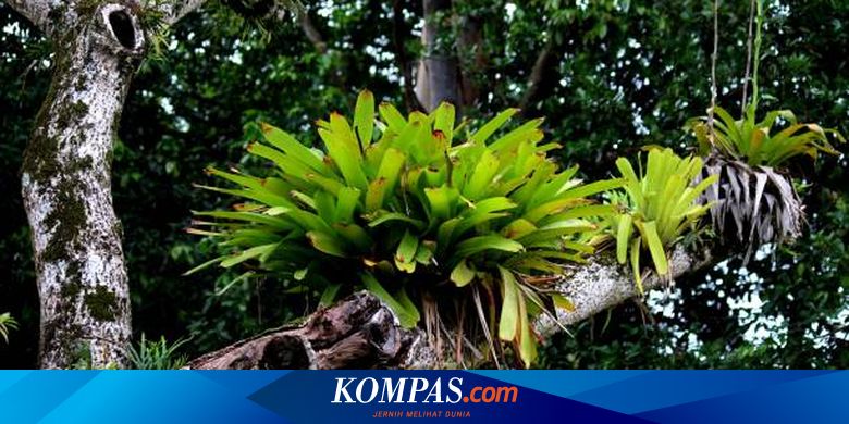 Apa yang Dimaksud dengan Tumbuhan Epifit? Berikut Pengertian dan Jenisnya