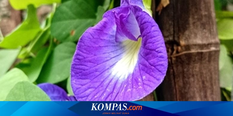 4 Bahaya Bunga Telang, Ketahui Cara Tepat Mengonsumsinya!