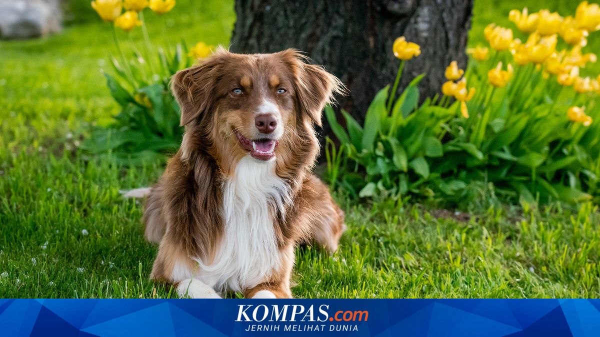 10 Ras Anjing Penjaga yang Penuh Kasih Sayang
