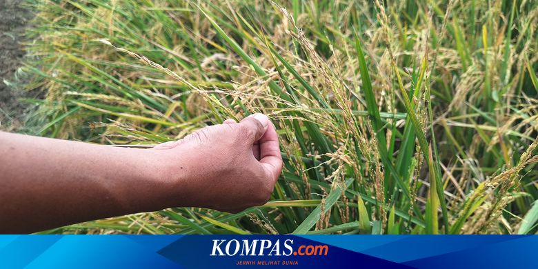 Hama dan Tanah Asin Sebabkan Penurunan Hasil Panen Petani Rorotan