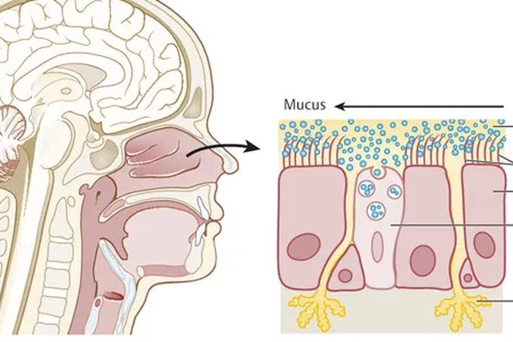 Fungsi Sel Goblet dalam Tubuh Makhluk Hidup