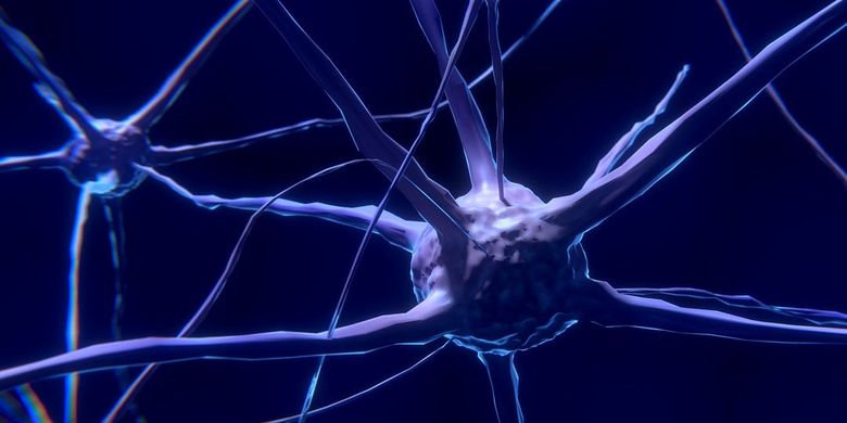 Organisme Multiseluler: Pengertian dan Contohnya