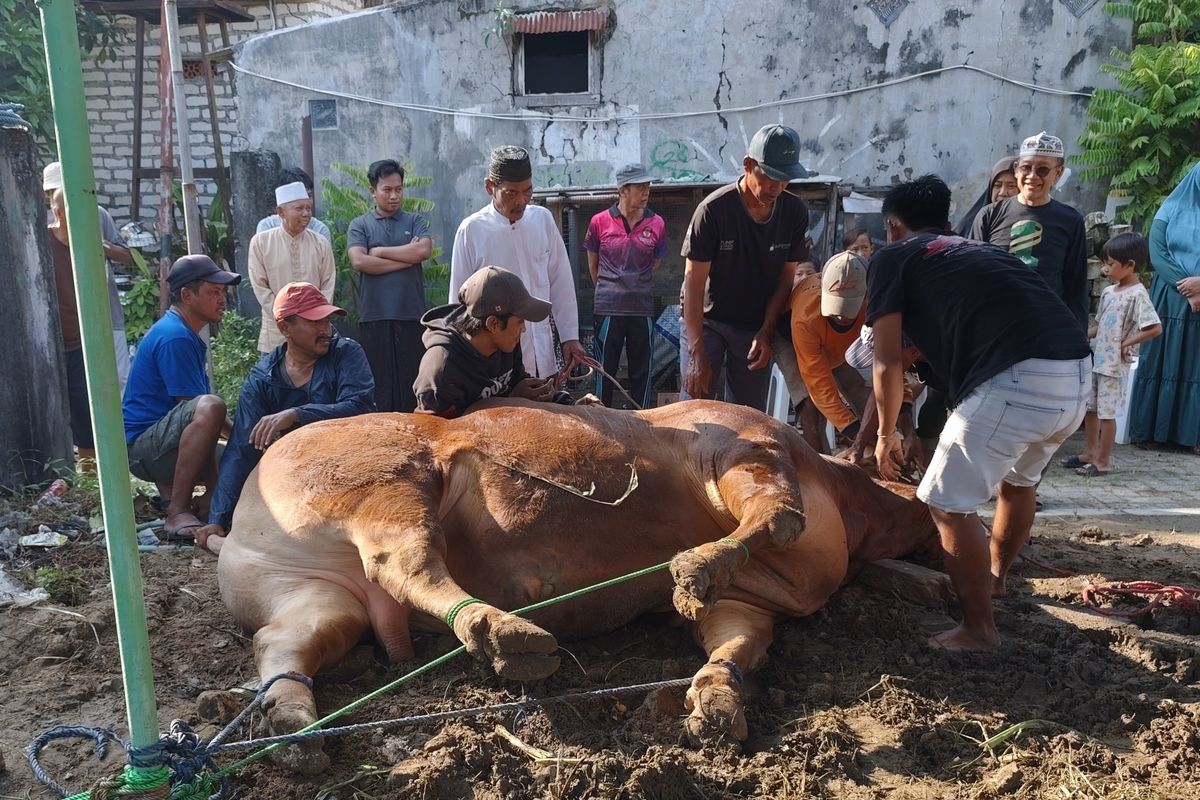 Sapi Kurban Prabowo "Lembayung" Jadi Berkah Ratusan Warga Bangkalan ...