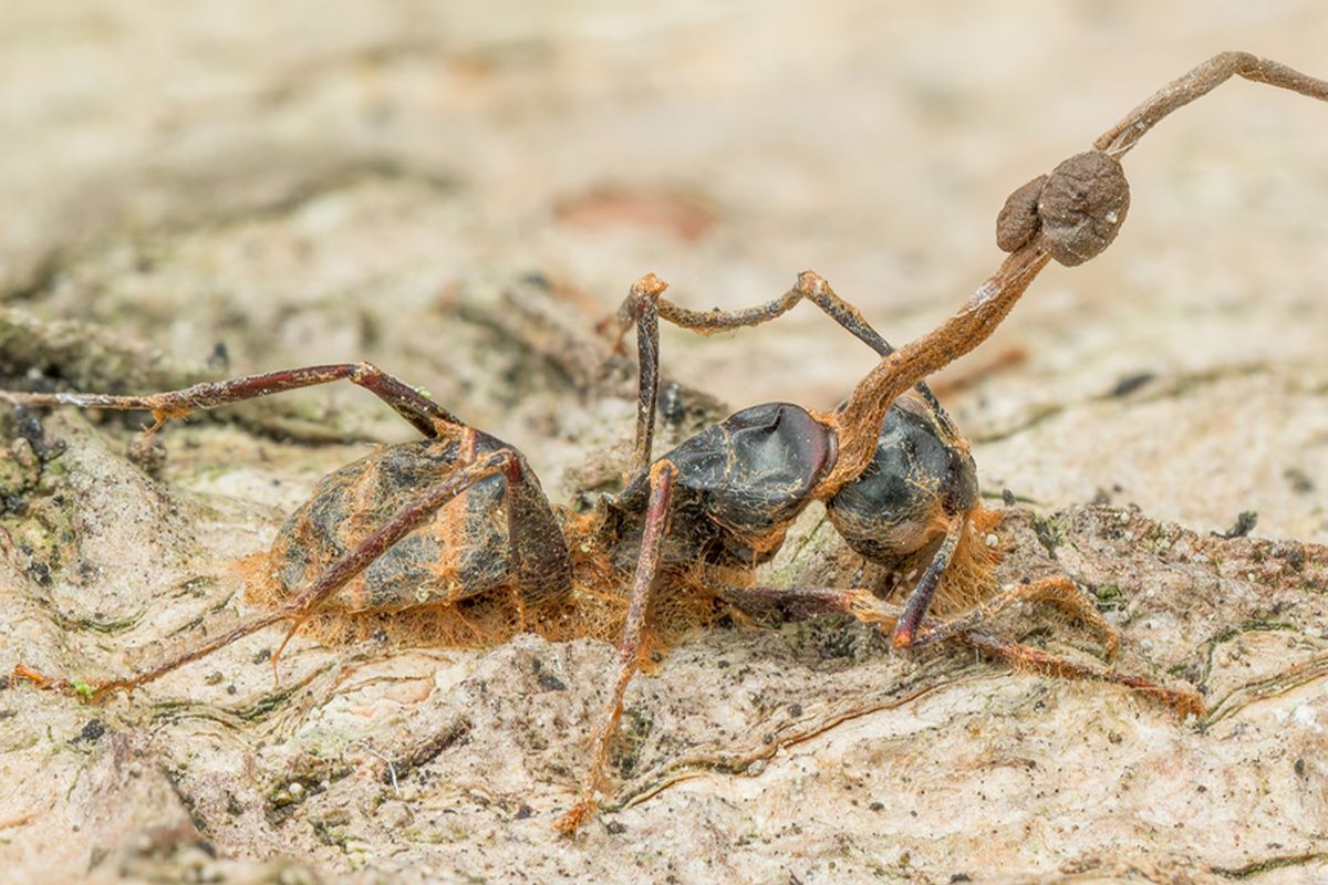 Seri The Last of Us: Bisakah Jamur Mengubah Orang Jadi Zombie?