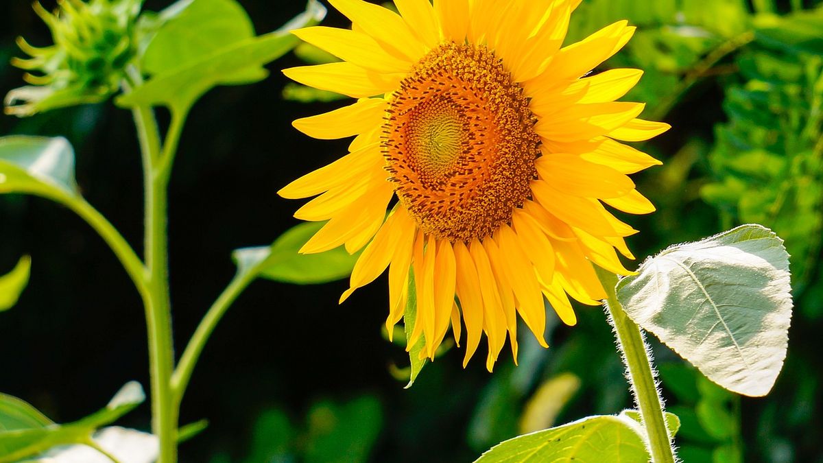 Cara Menanam Bunga Matahari di Rumah