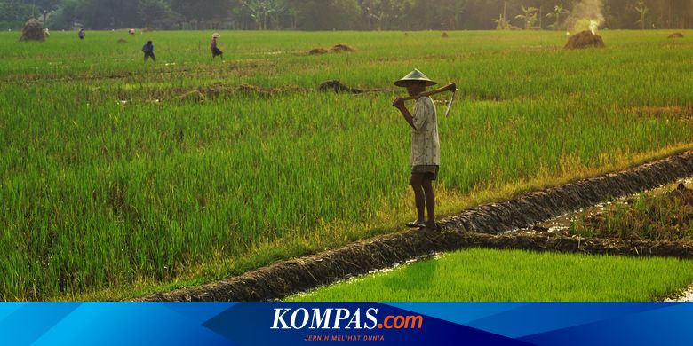 Mentan Minta Tiap Pemda Laporkan Luas Tambah Tanam untuk Februari-April
