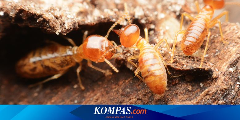 Kerugian akibat Rayap Rp 2,8 Triliun Per Tahun, Rentokil Rilis Metode ...