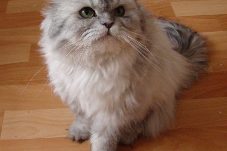 6 Jenis Kucing Persia, Doll Face hingga Himalaya