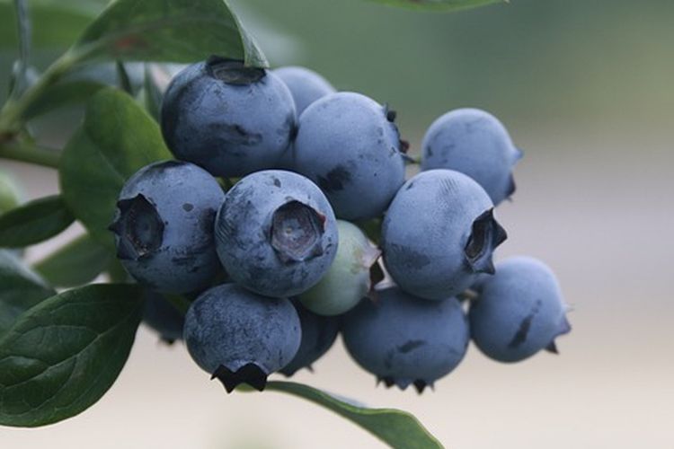 7 Buah yang Aman Dikonsumsi Penderita Peyakit Ginjal, Apa Saja?