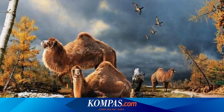 Penemuan DNA Unta Zaman Es Ubah Teori Spesies