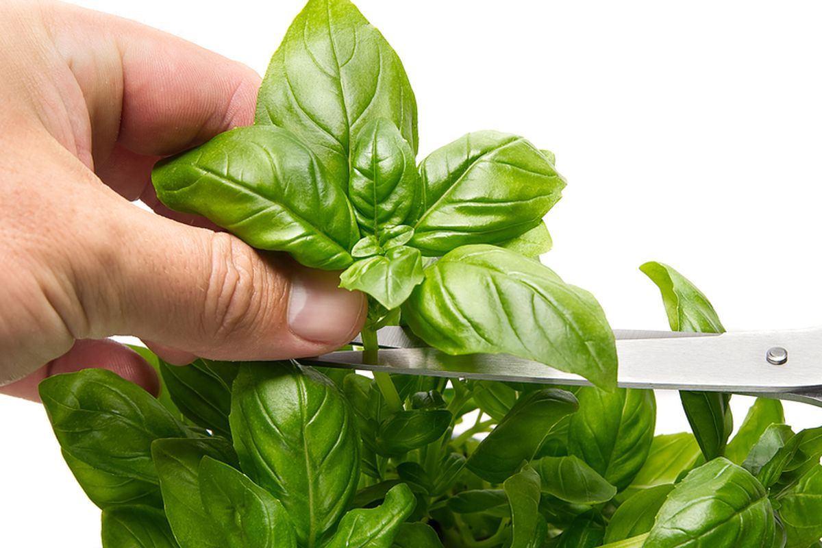 Cara Memangkas Kemangi untuk Meningkatkan Hasil Panen