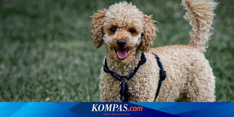 7 Jenis Anjing Ras yang Mudah Dirawat, Sudah Tahu?