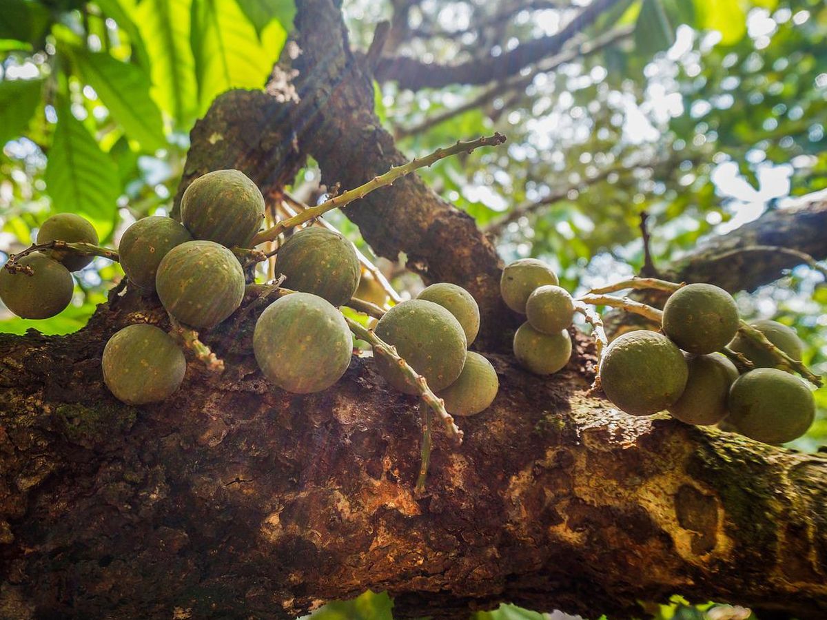 Pohon Duku Seperti Apa