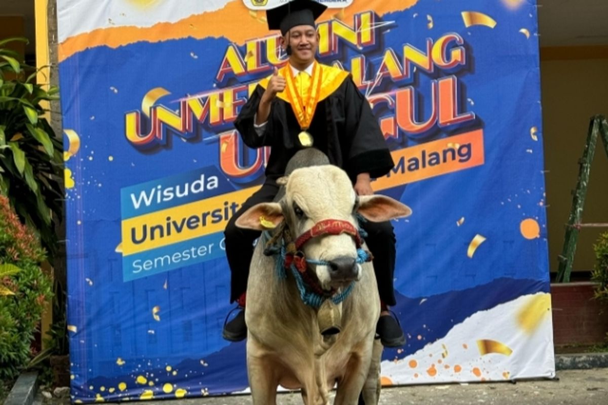 Viral! Mahasiswa Unmer Malang Bawa 3 Ekor Sapi saat Acara Wisuda