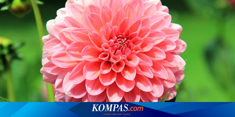 Mengenal 10 Bunga Cantik dan Maknanya