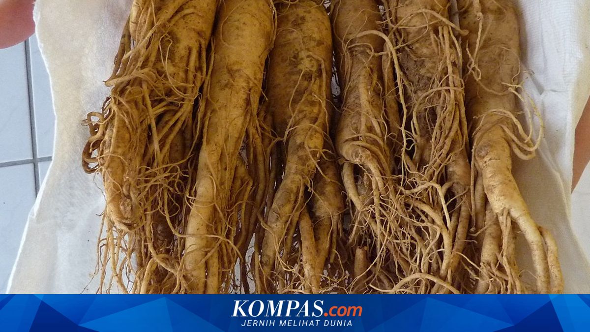 Ginseng: Manfaat, Penggunaan, dan Efek Sampingnya