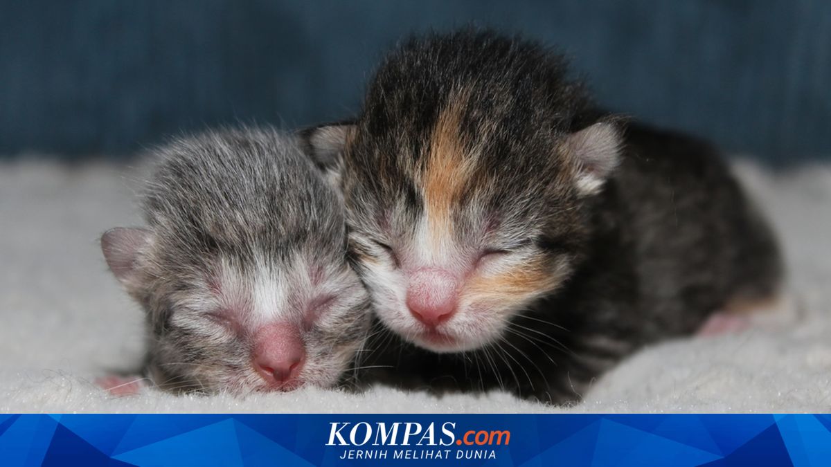 12 Gejala Fading Kitten Syndrome pada Anak Kucing, Apa Saja?