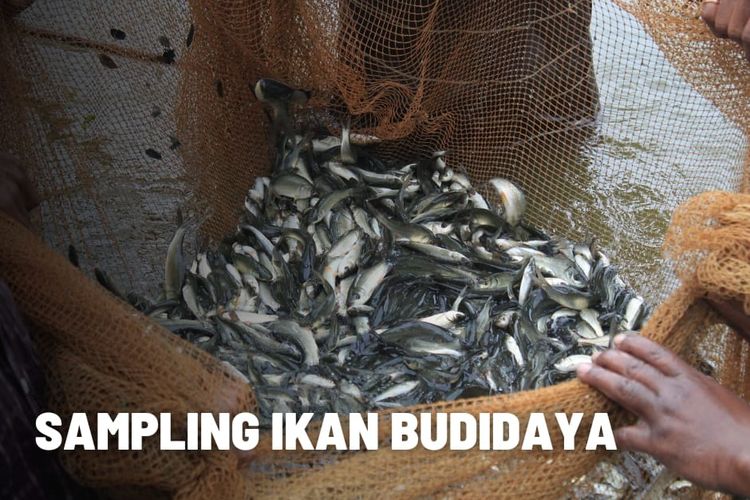 Pengertian Sampling Ikan beserta Tekniknya dalam Budidaya Ikan