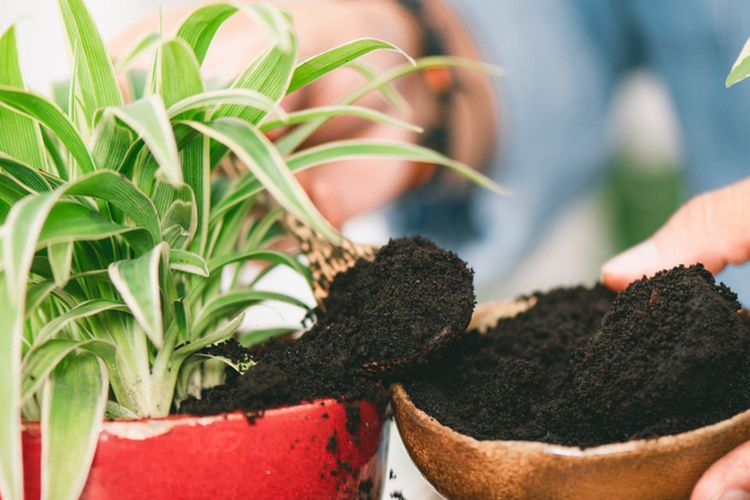 Cara Memanfaatkan Ampas Kopi untuk Membuat Kompos dan Pupuk Tanaman