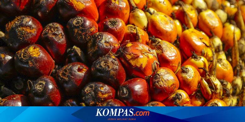Harga Referensi CPO Naik, Dipicu Permintaan India dan Kebijakan B50