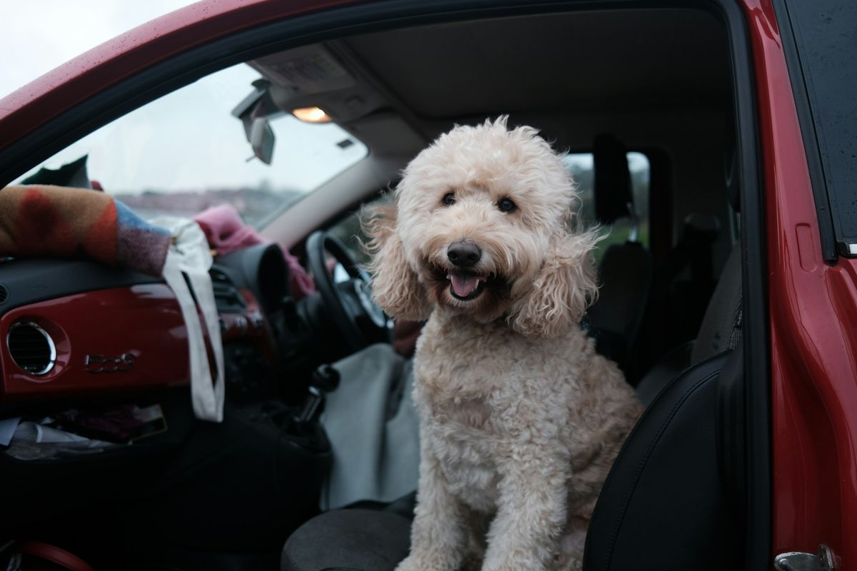 4 Tips Aman Mengajak Anjing Jalan-jalan dengan Mobil