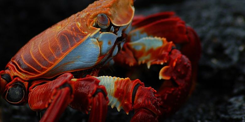 Crustacea: Ciri-ciri, Klasifikasi, dan Contohnya